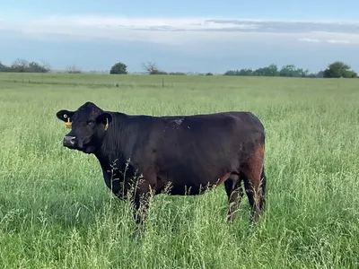 Herd Yard